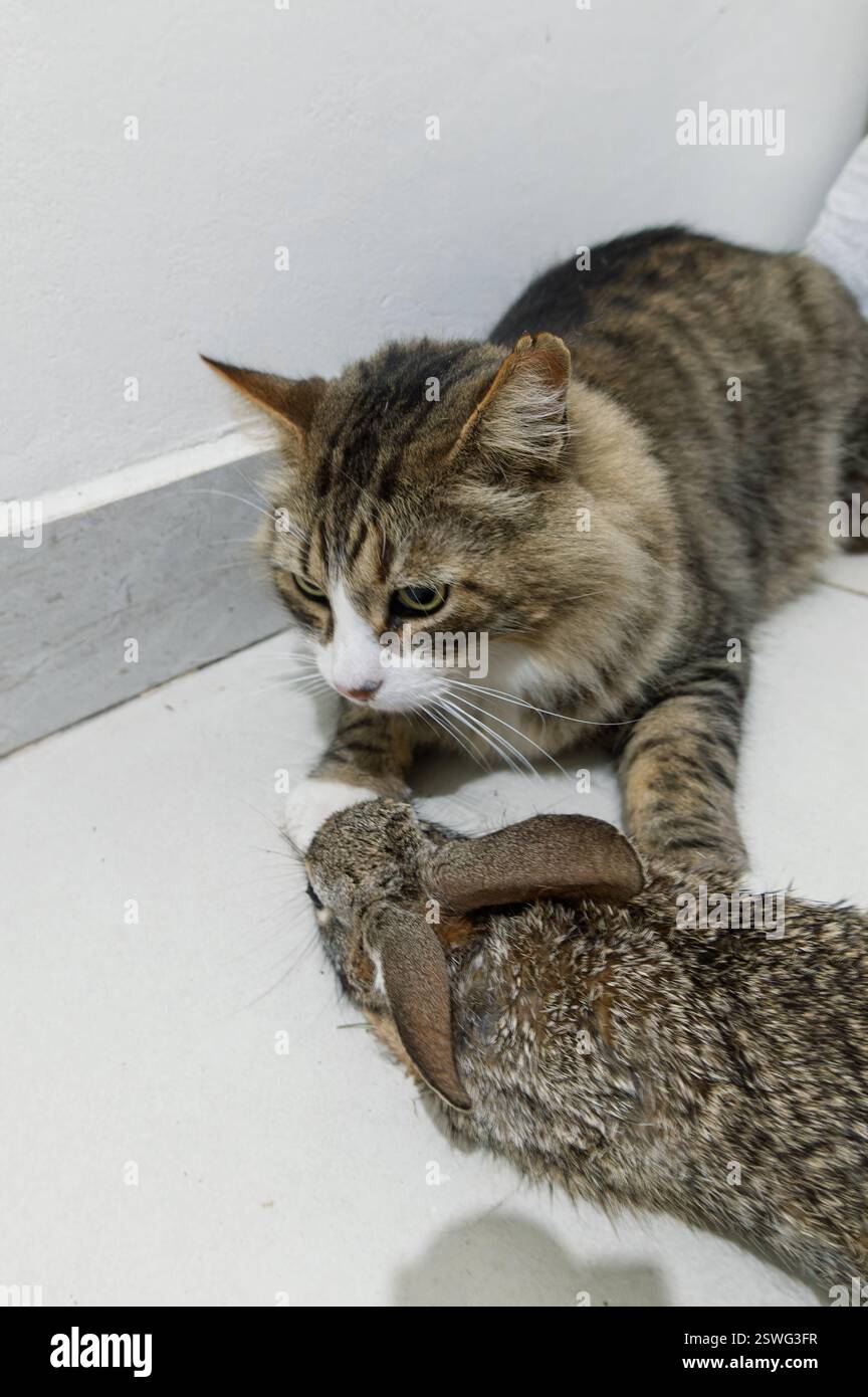 A domestic cat presents a live rabbit it caught in the countryside ...
