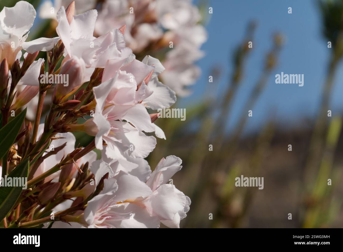 Experience the delicate beauty of blooming Laurel Rosa flowers ...