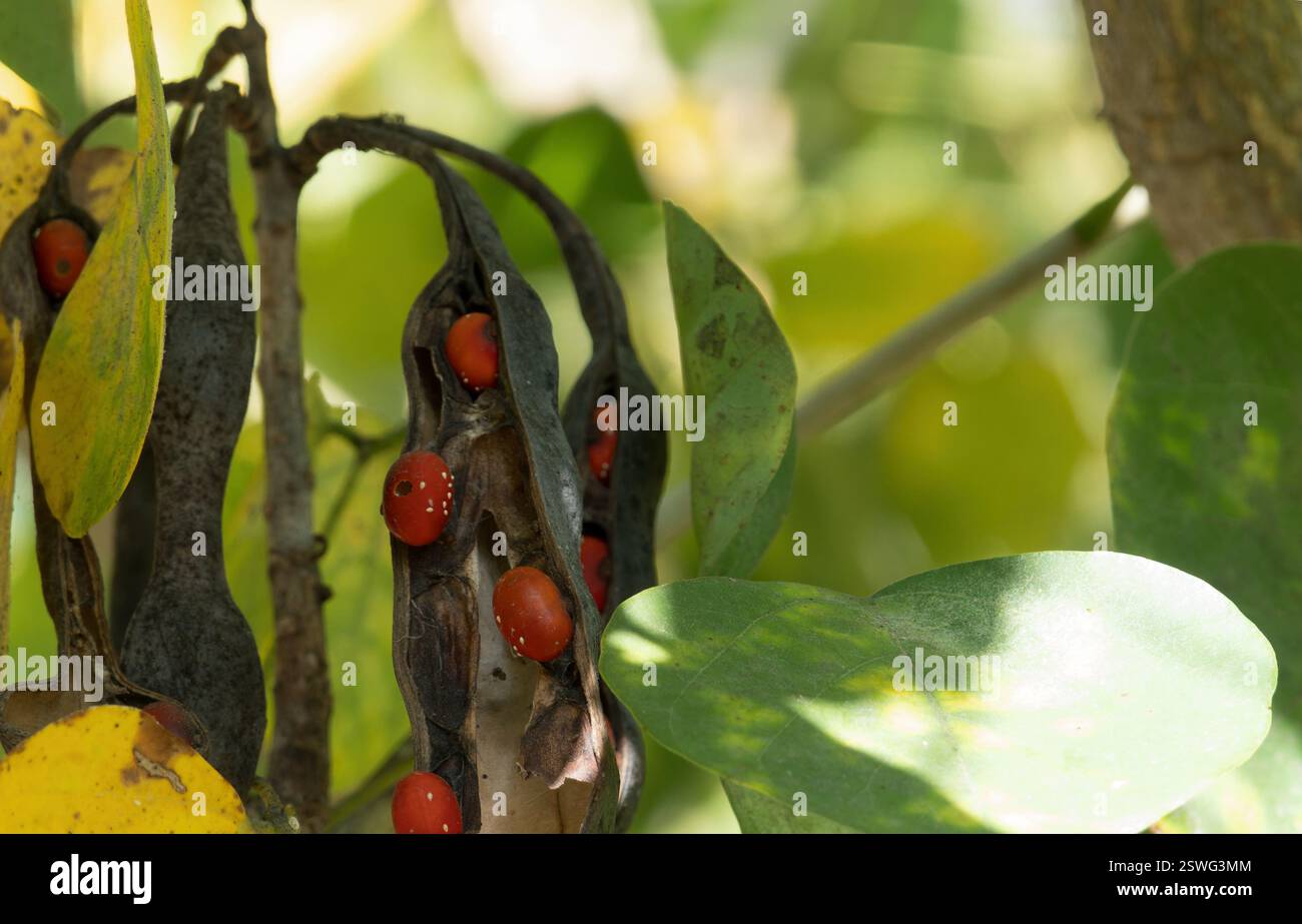 close-up of Erythrina Americana displaying vivid red seed pods amidst ...