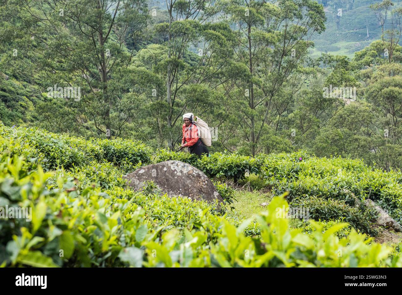 Tamil tea picker in the Norwood Tea Estate, Pekoe Trail, Norwood, Sri ...