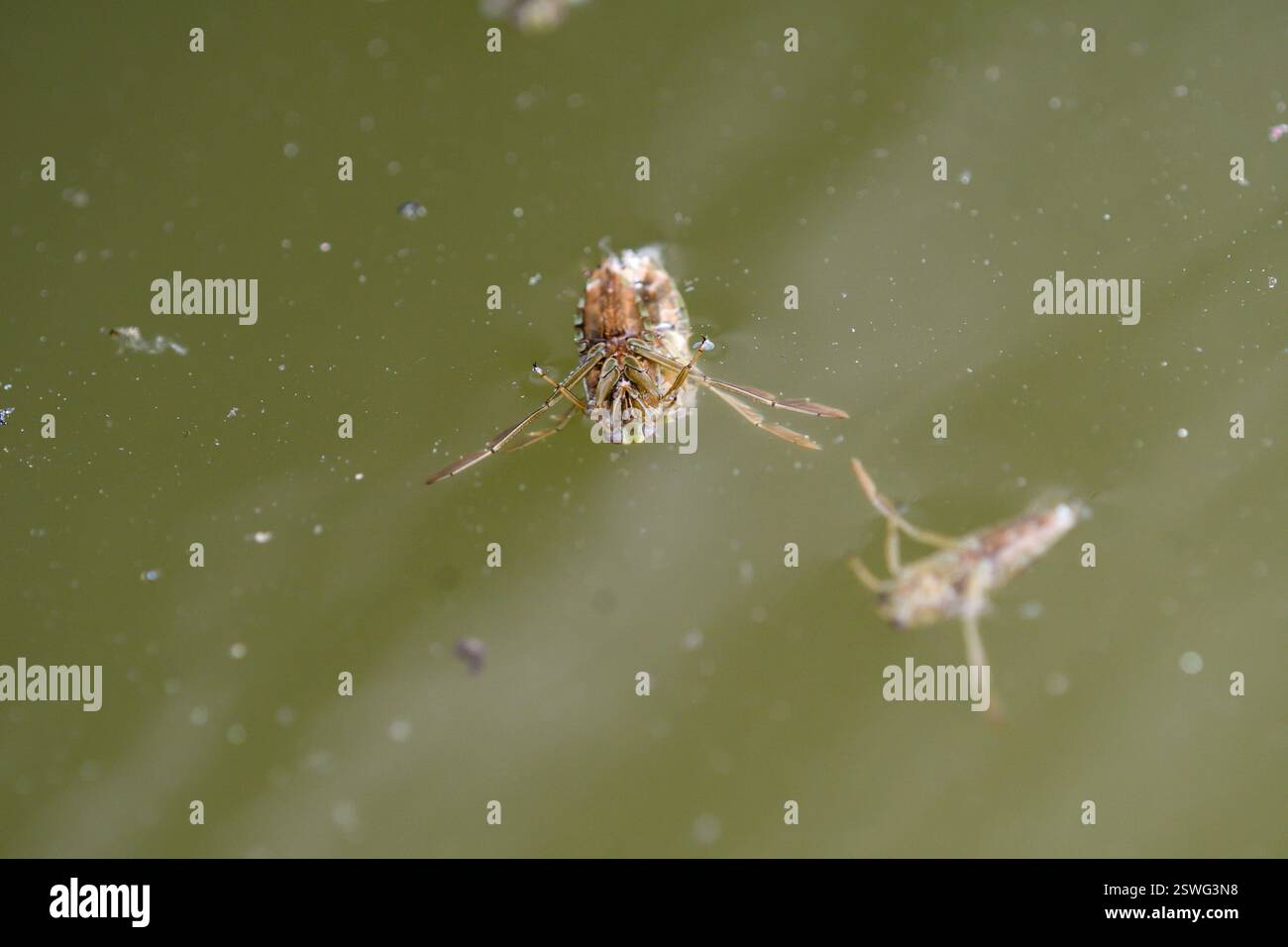 Close-up of Notonecta glauca in a pond Stock Photo - Alamy
