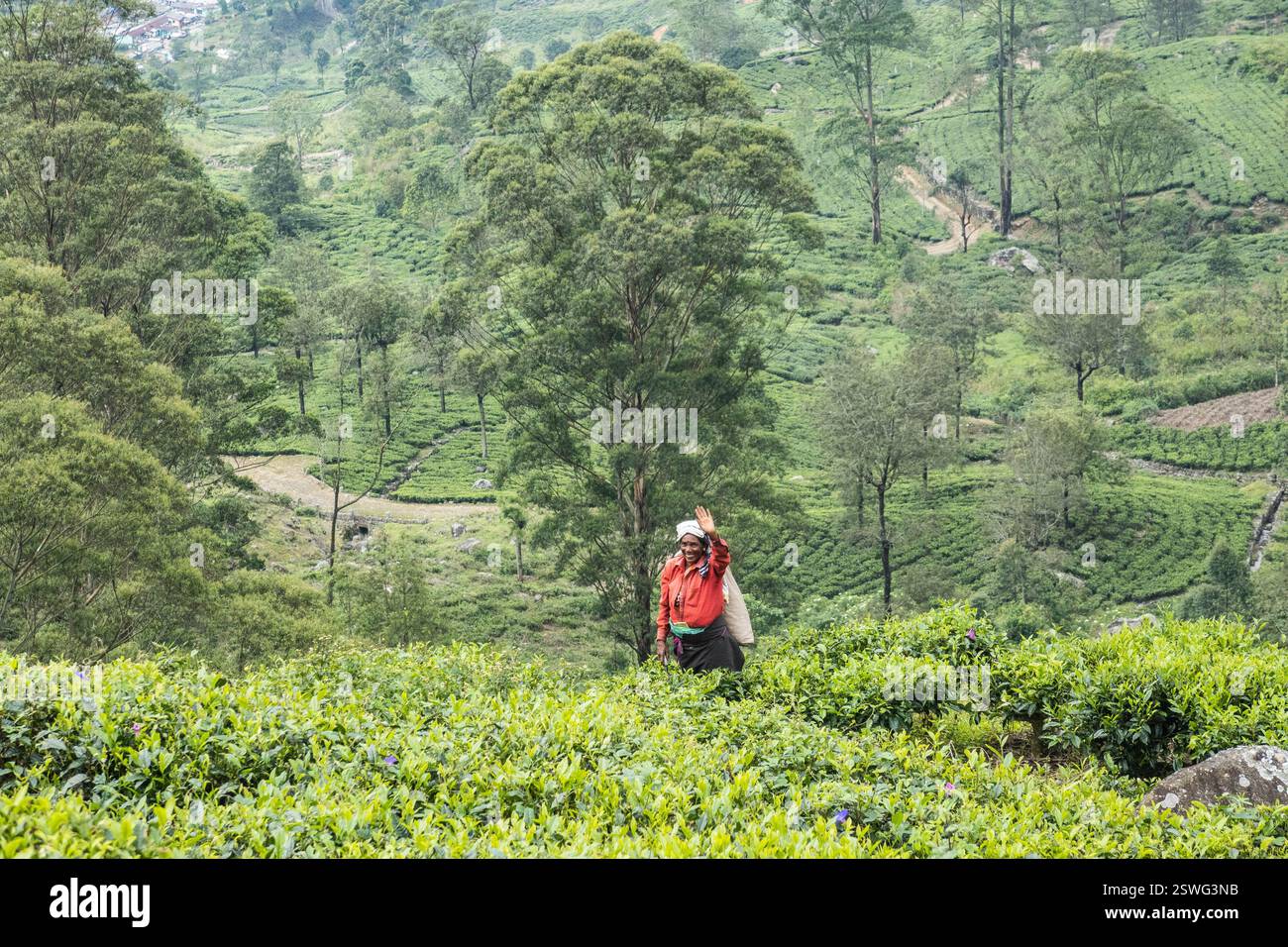 Tamil tea picker in the Norwood Tea Estate, Pekoe Trail, Norwood, Sri ...