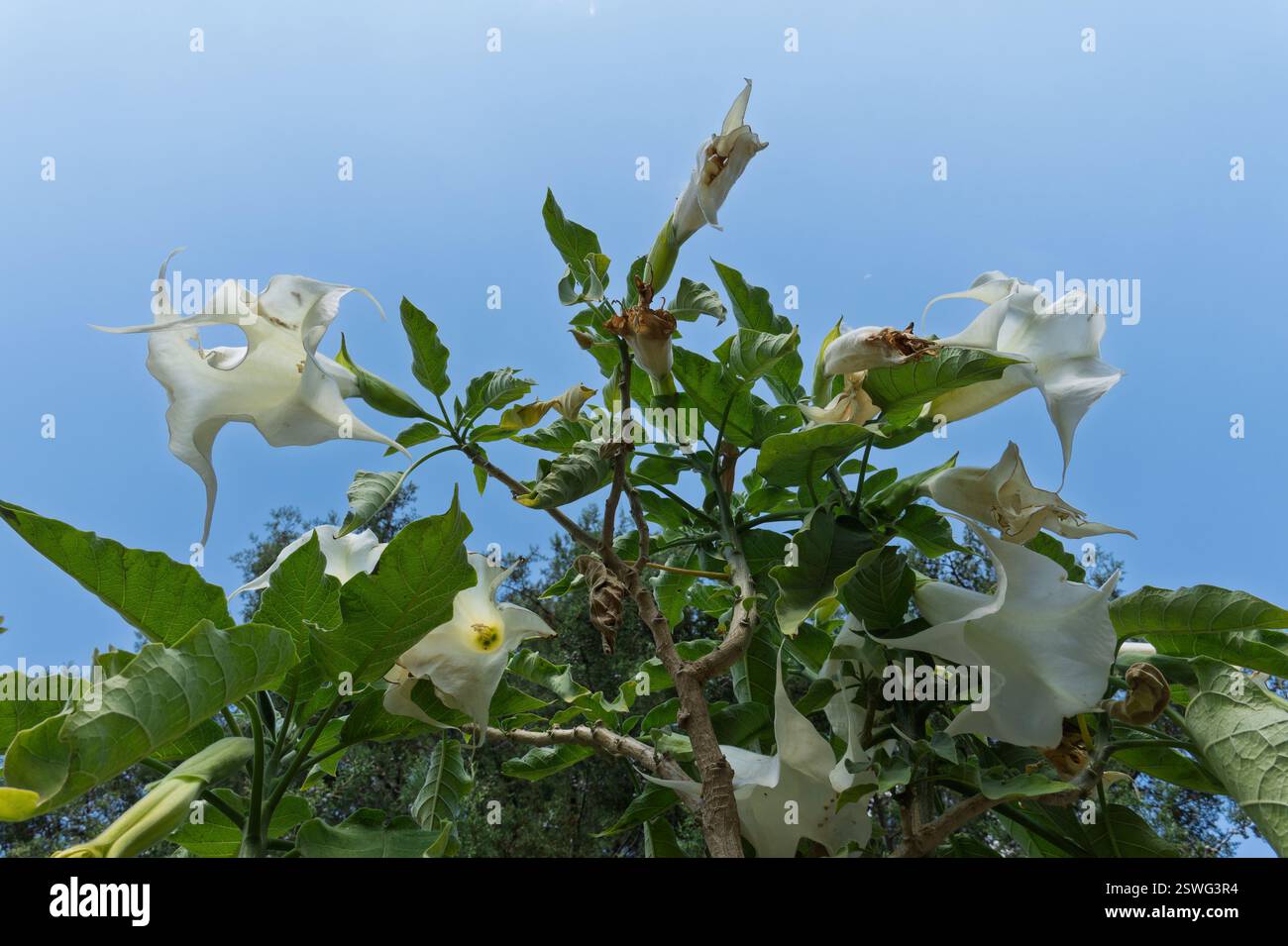 Floripondio blanco hi-res stock photography and images - Alamy