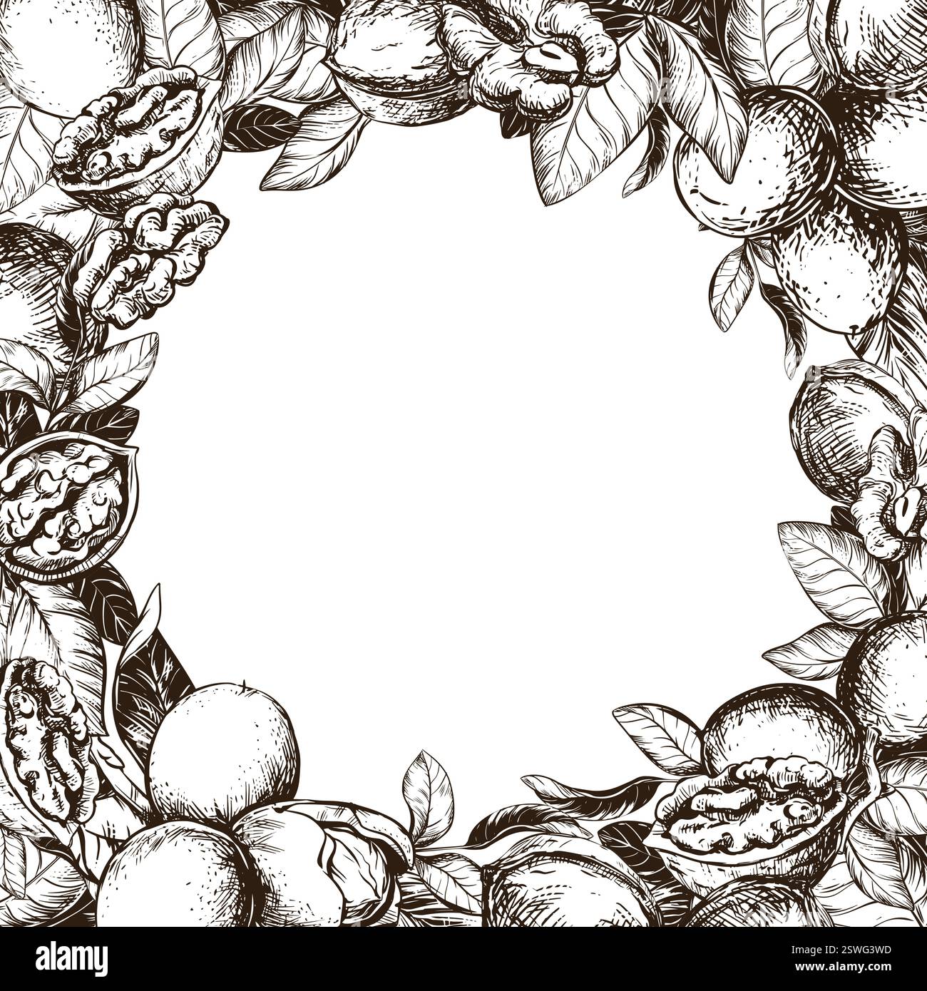 Square frame of walnuts with space for text. Vector illustration in ...