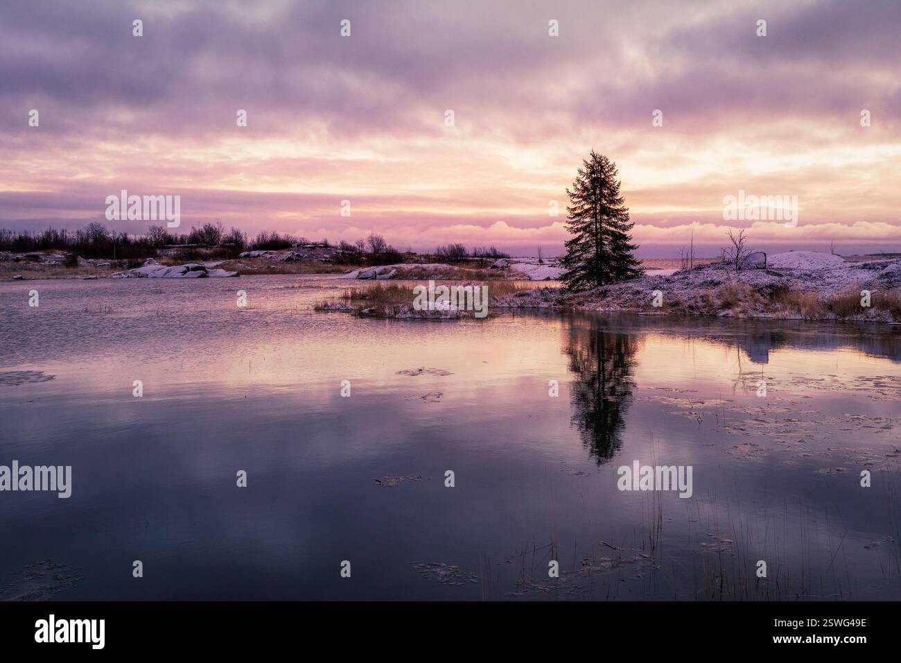 A magical purple sunset with a lonely Christmas tree on an island with ...