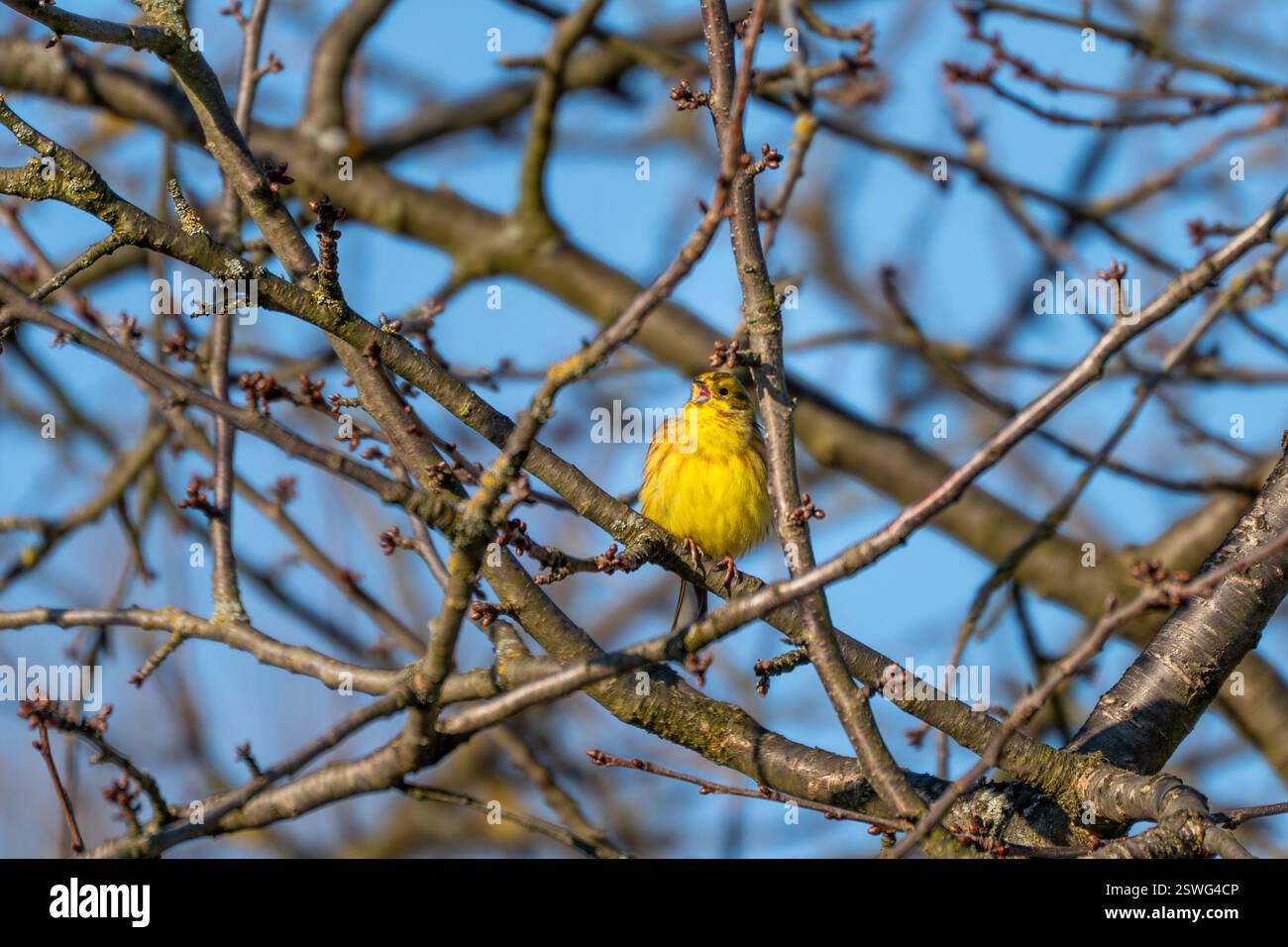 A yellow siskin sits on a branch with its beak open. The branch is ...