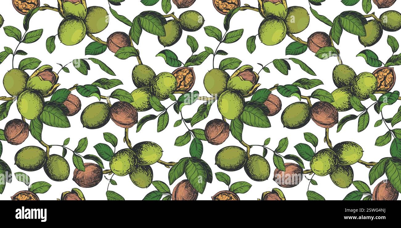 Seamless pattern of walnut branches. Vector background with kernels ...