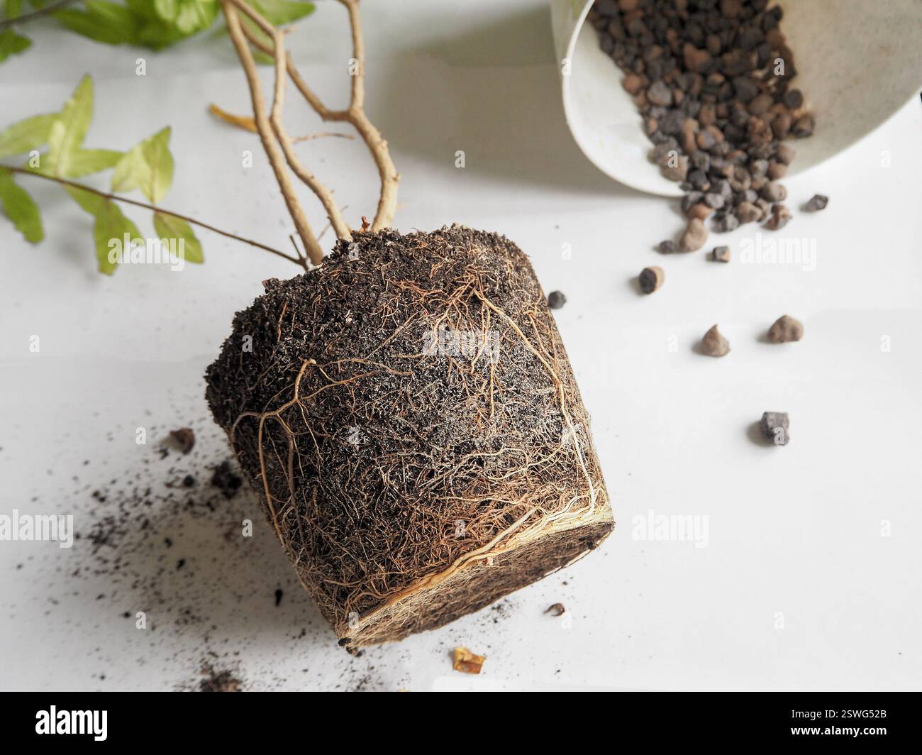 Transplanting of seasonal plants. Healthy plant roots. Transplant the ...