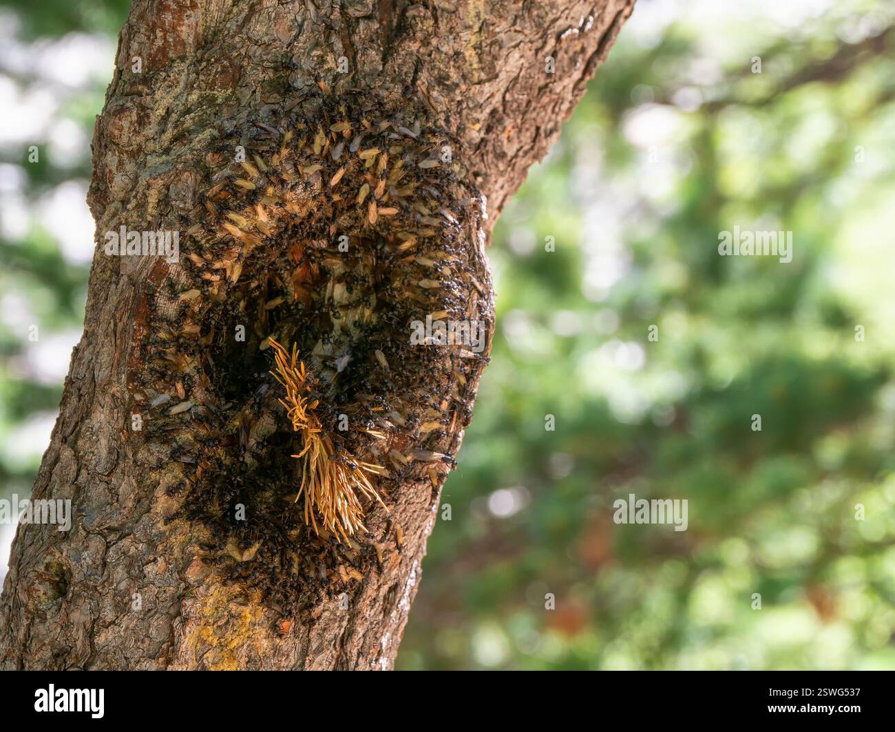Colony of flying ants in a hollow tree Stock Photo - Alamy