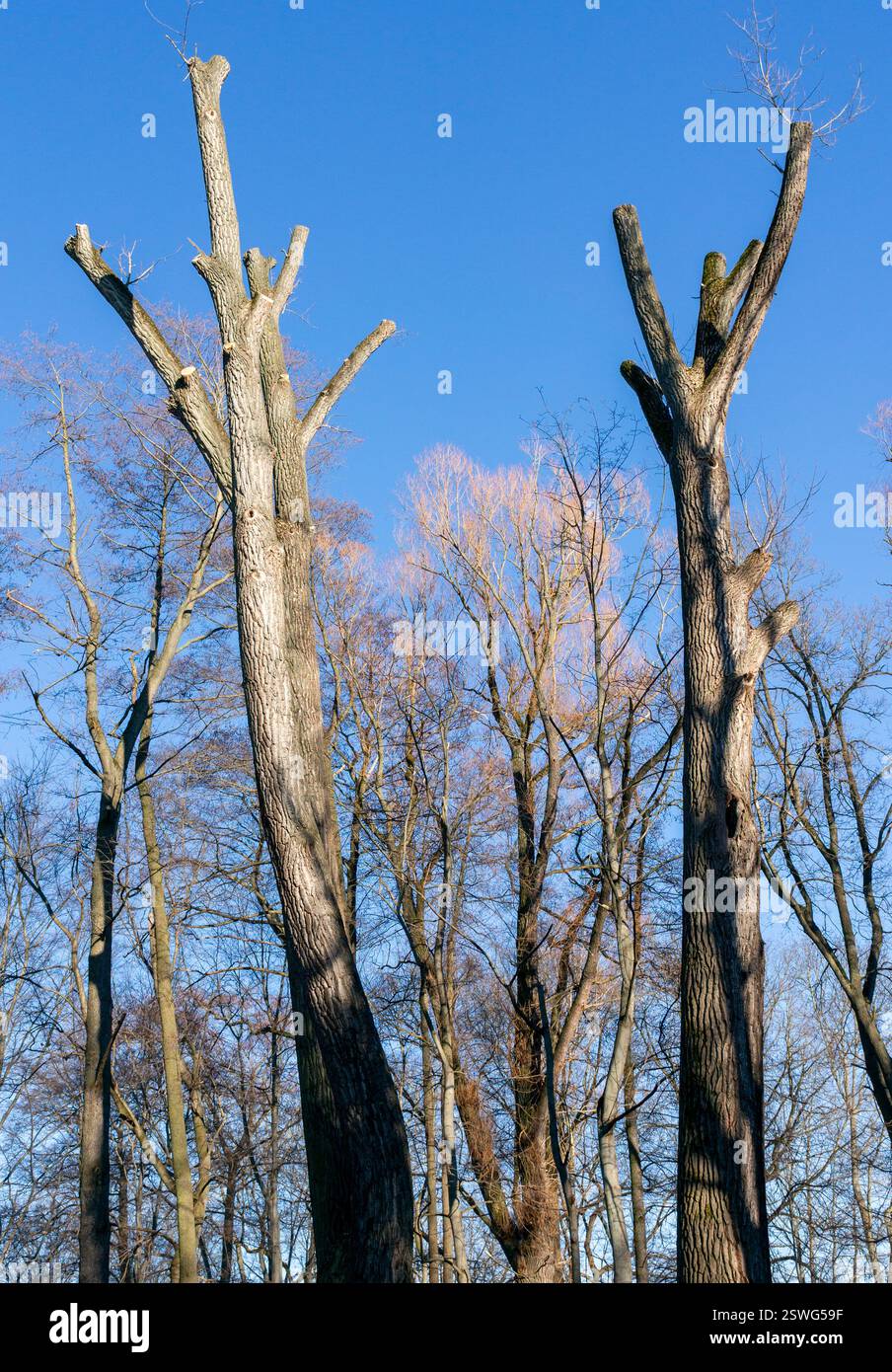 Blue danger leaf tree hi-res stock photography and images - Alamy