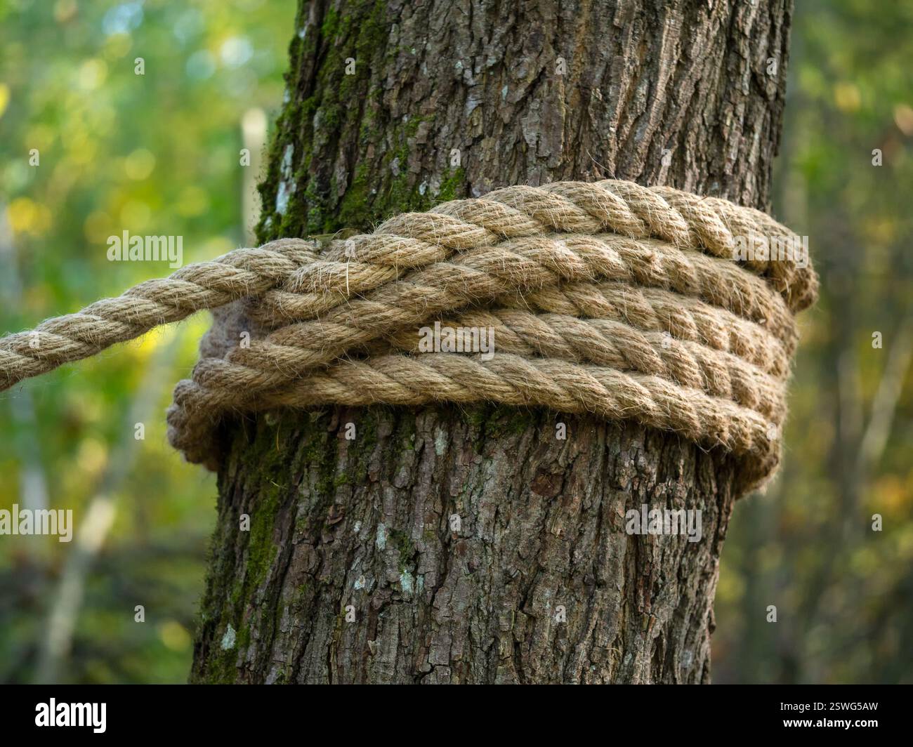Rope around tree hi-res stock photography and images - Alamy