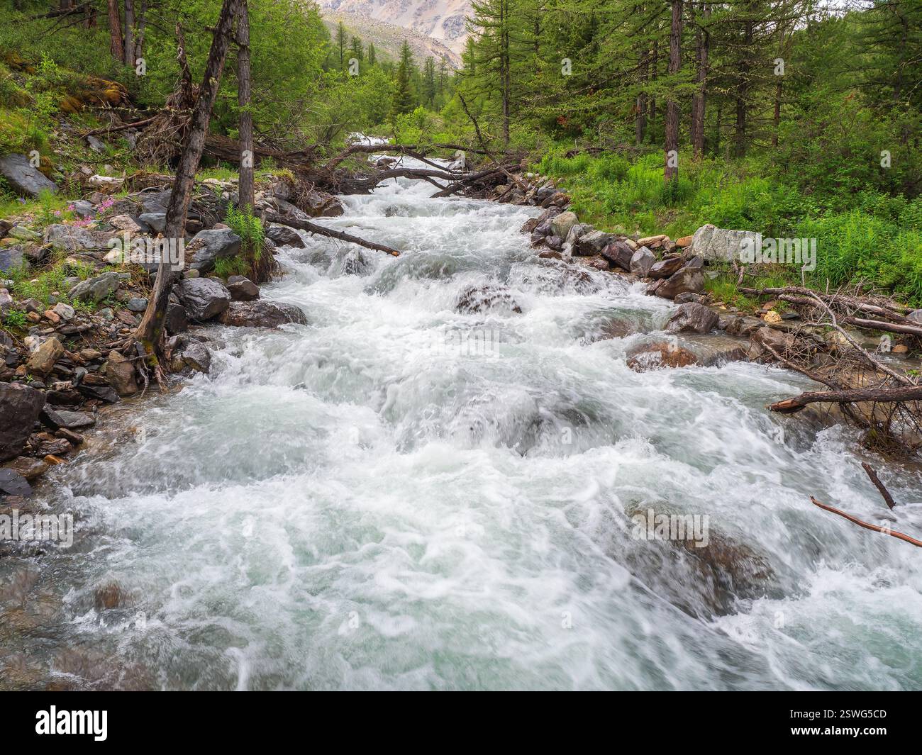 Mountain river flow through forest. Beautiful alpine landscape with ...