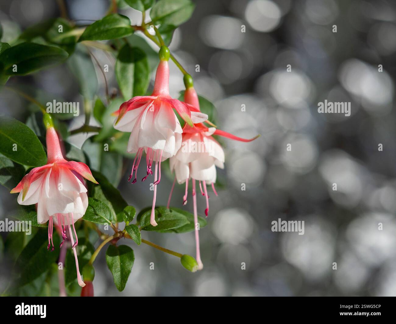 Fuchsienbla ten hi-res stock photography and images - Alamy