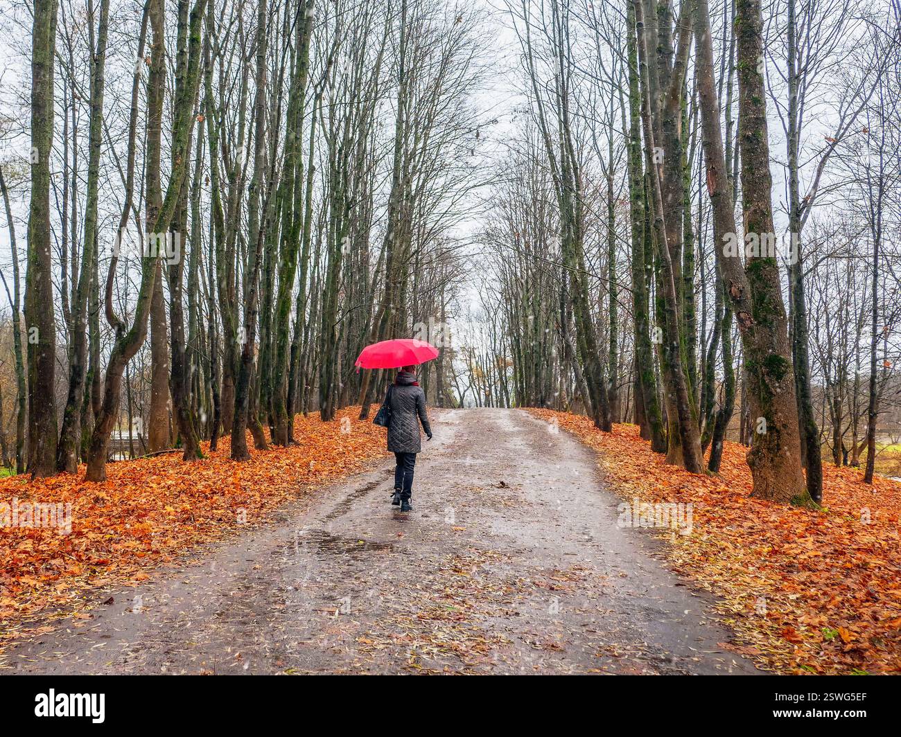 Autumn alley with a lonely woman walking forward under a red umbrella ...