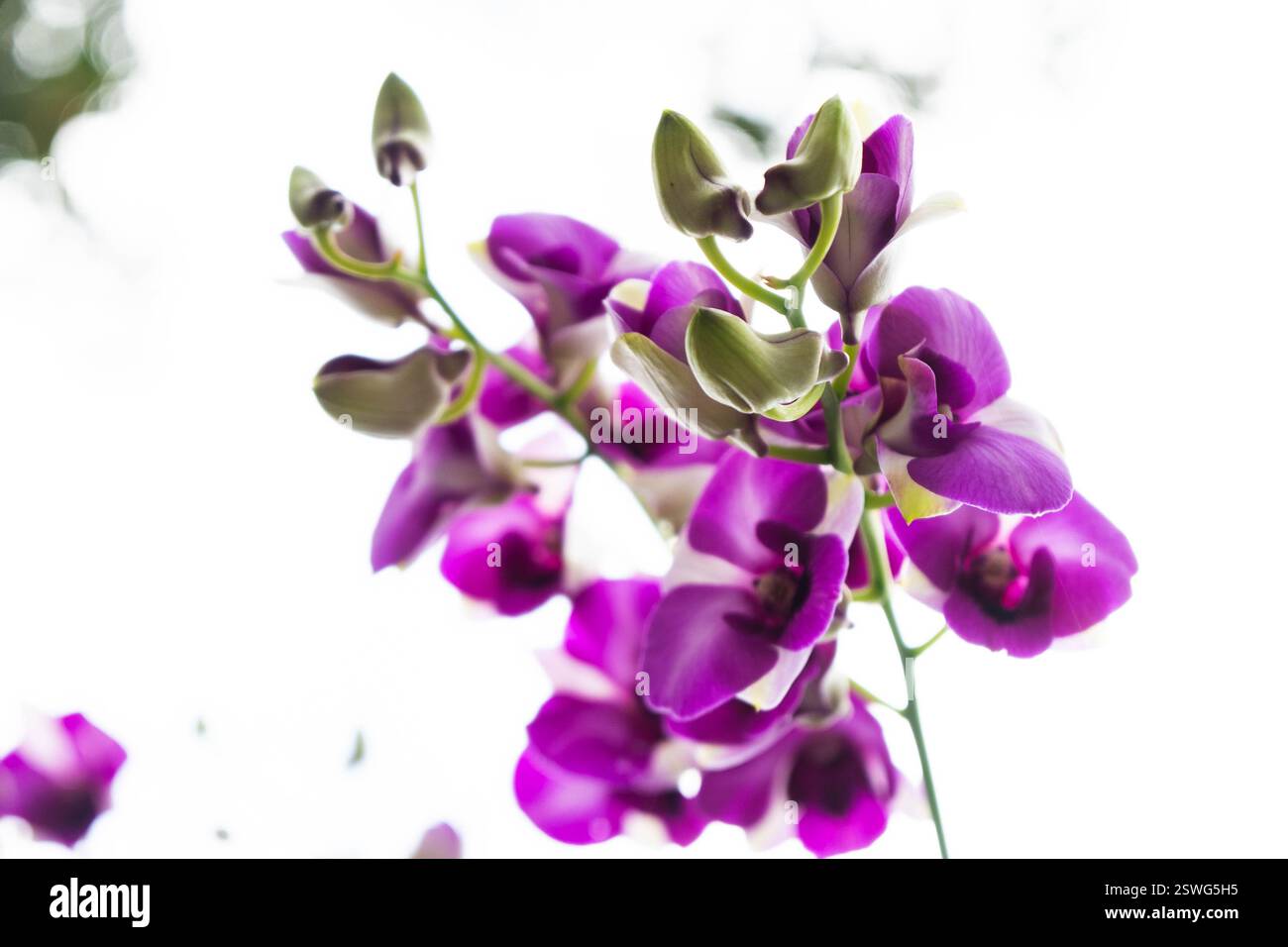 Beautiful magenta orchids display their colors, brightening the ...