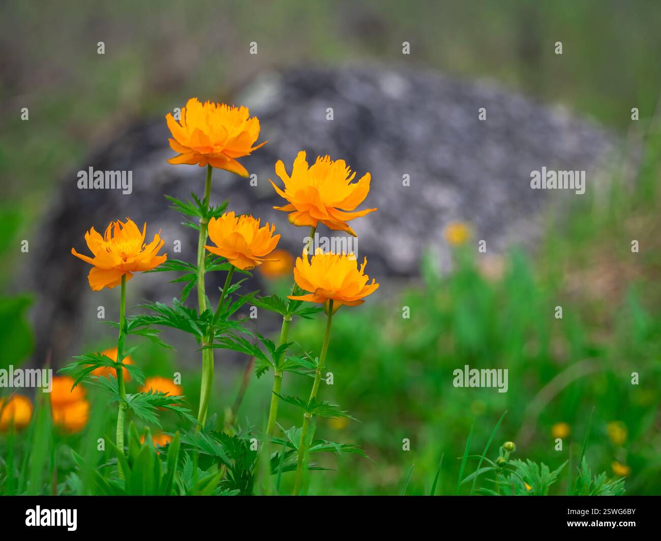 Trollius altaicus, Globe flower, beautiful orange flowers growing in ...