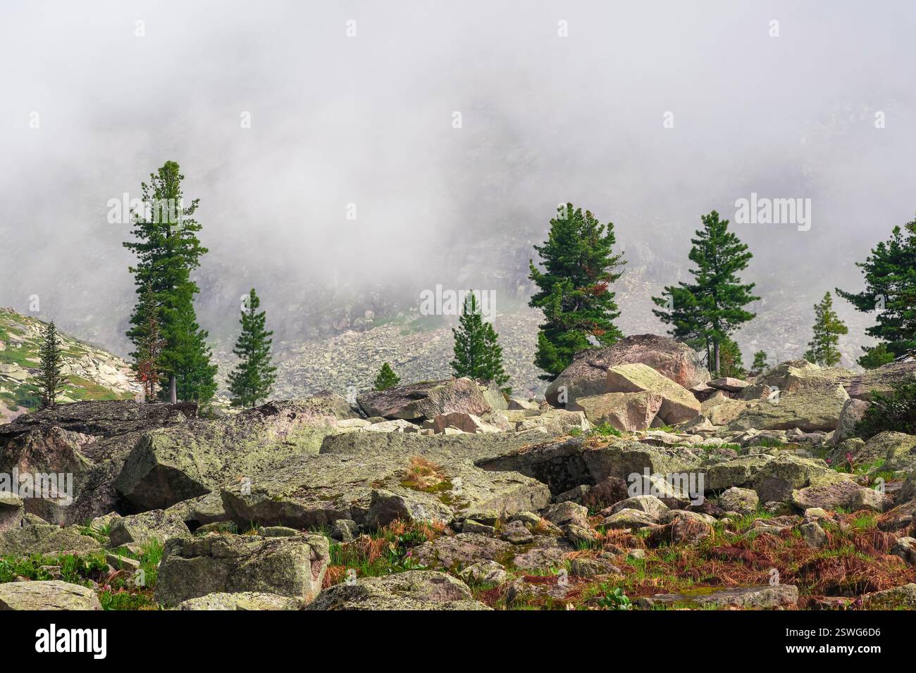 Summer hill slope with coniferous trees and rocks Stock Photo - Alamy