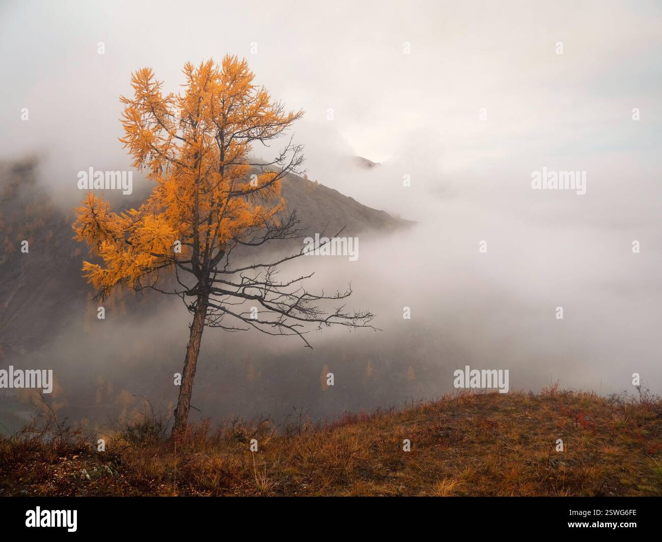 Autumn steep slope and golden larch tree in dense fog Stock Photo - Alamy