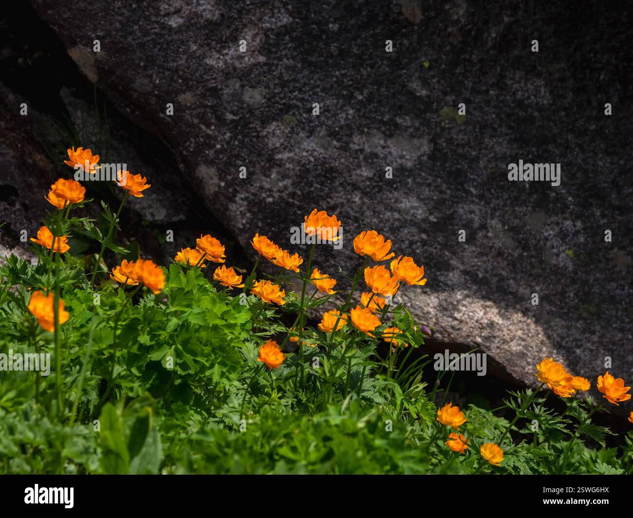 Trollius altaicus, Globe flower, beautiful orange flowers Stock Photo ...