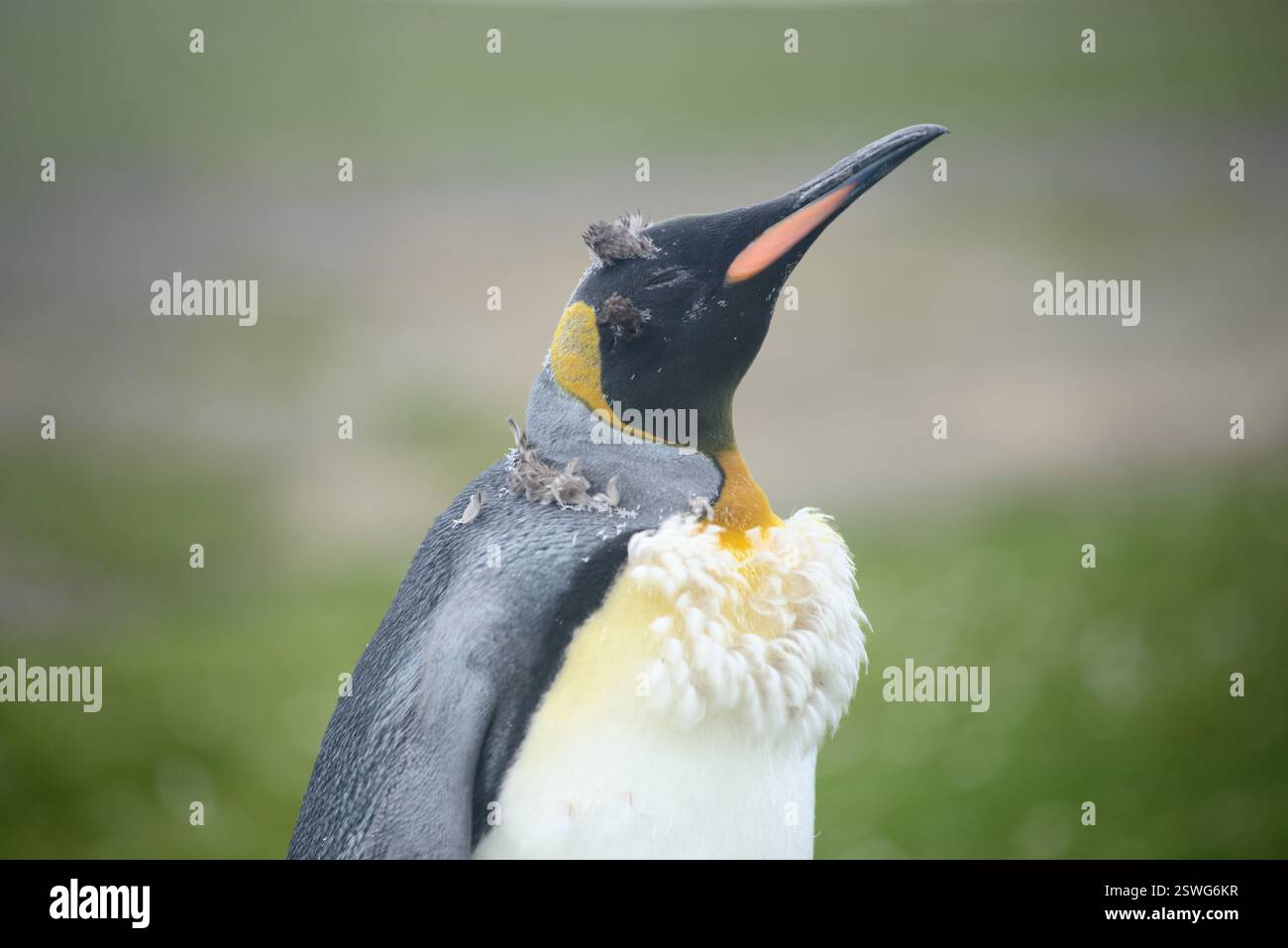 Penguin lifecycle stages hi-res stock photography and images - Alamy