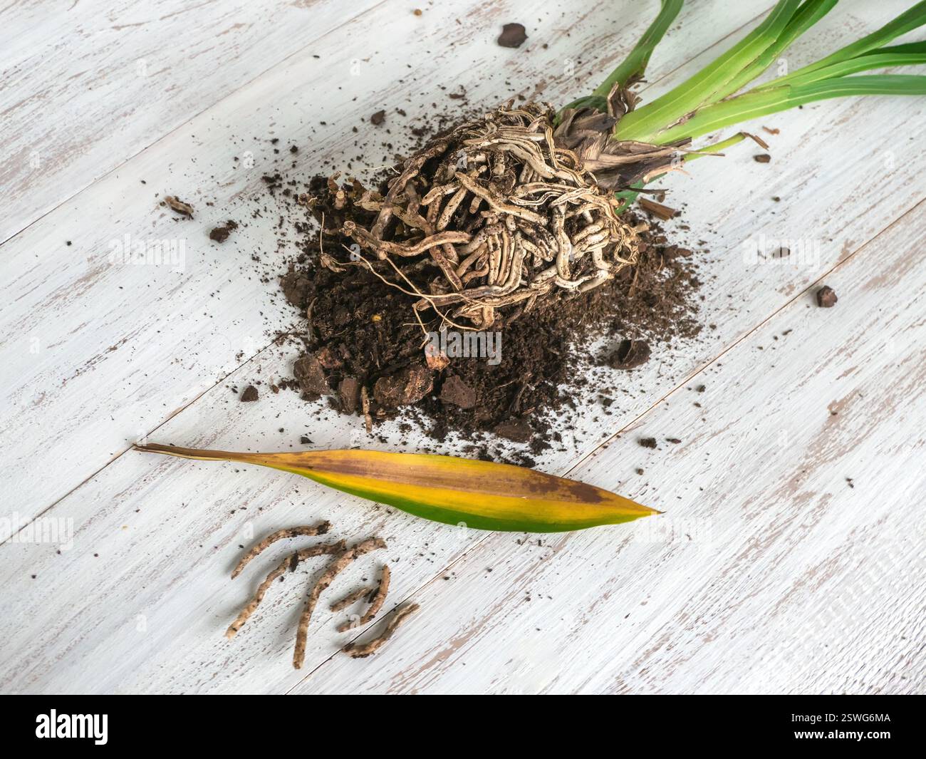 Diseases of orchid roots, breeding Cambria orchids. Home floriculture ...