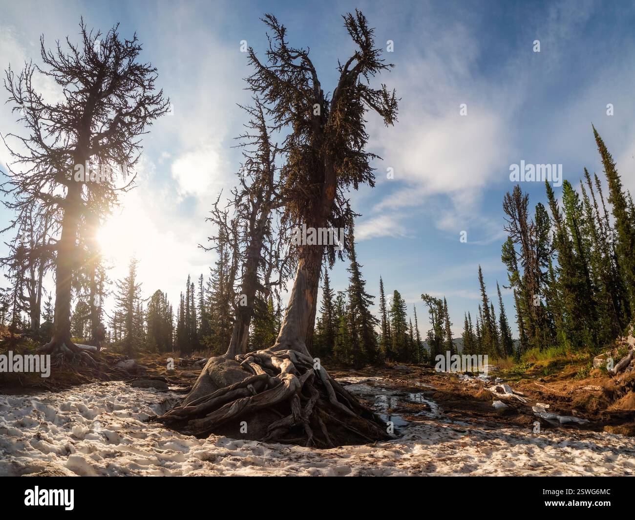 Taiga, spring mystical forest at sunset Stock Photo - Alamy