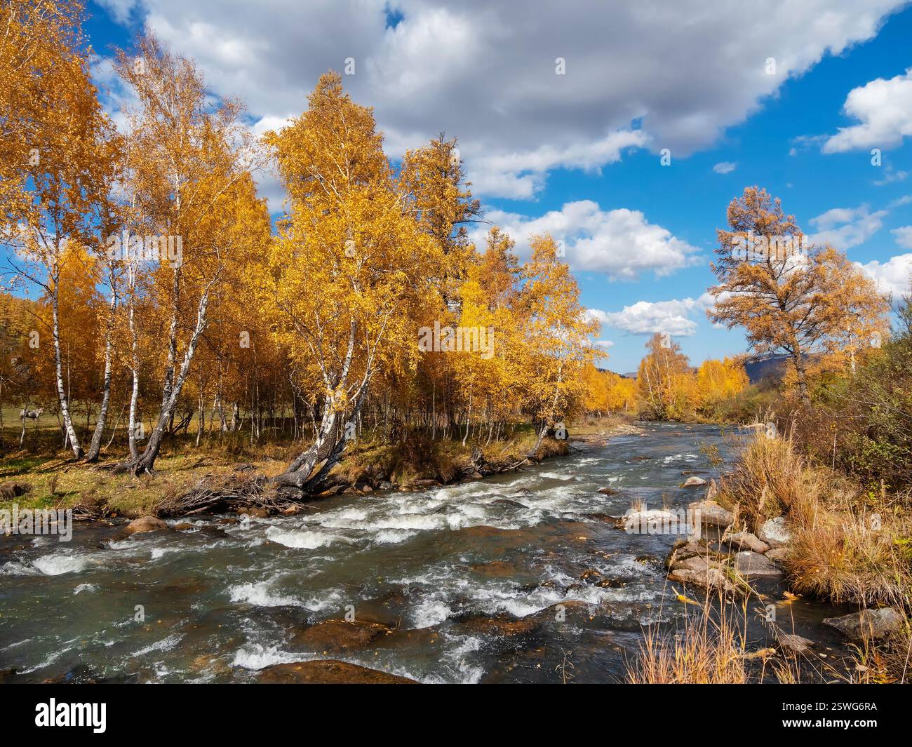 Colorful autumn landscape with golden leaves on trees along turquoise ...