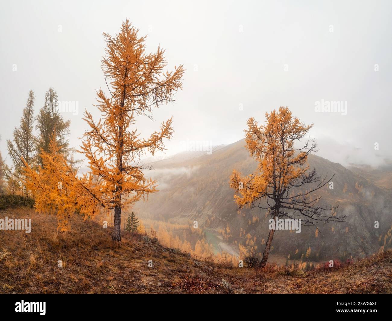 Soft golden larch trees in the fog on a mountain slope Stock Photo - Alamy