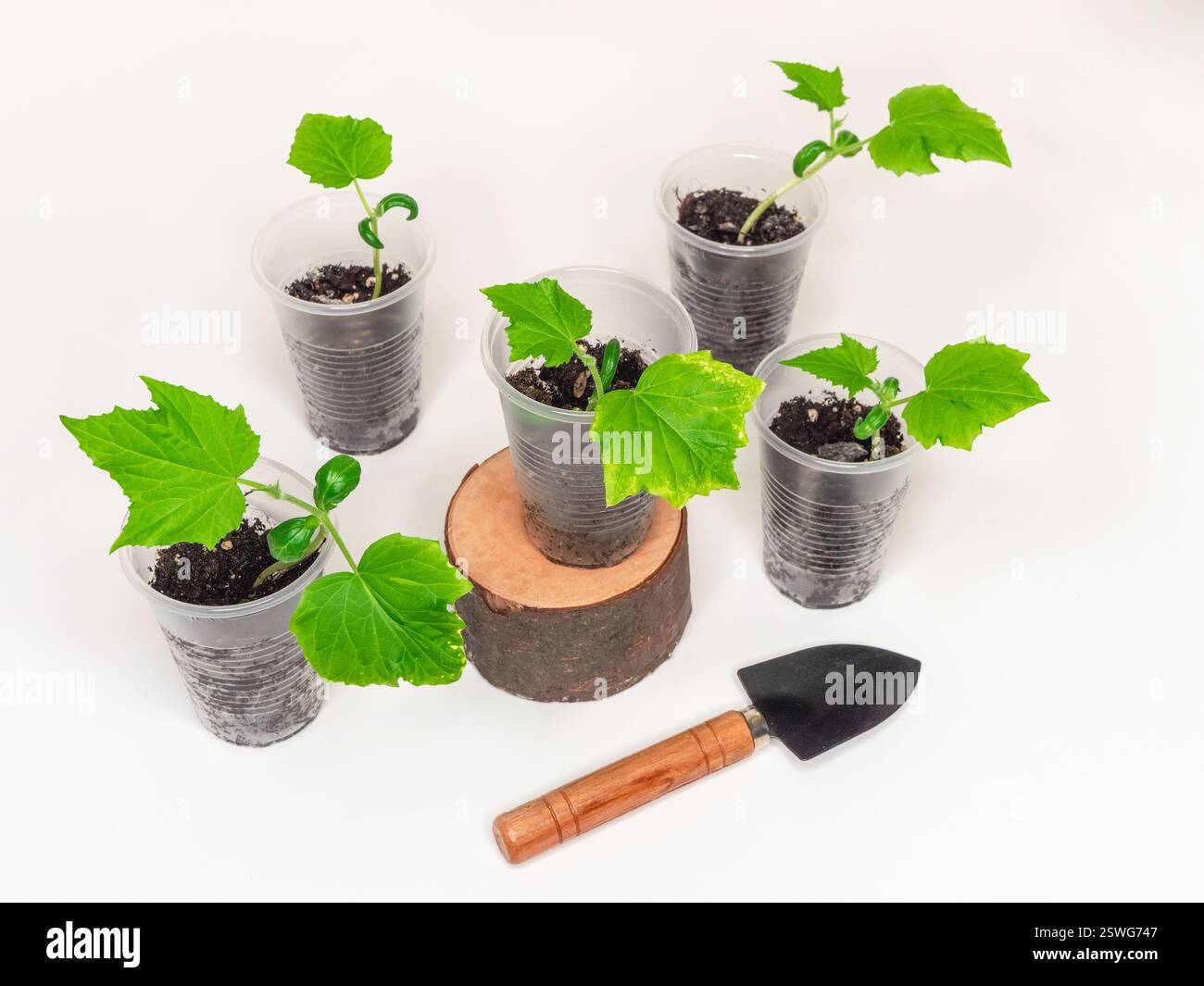 Spring seedlings. Young seedlings for the garden and vegetable Stock ...