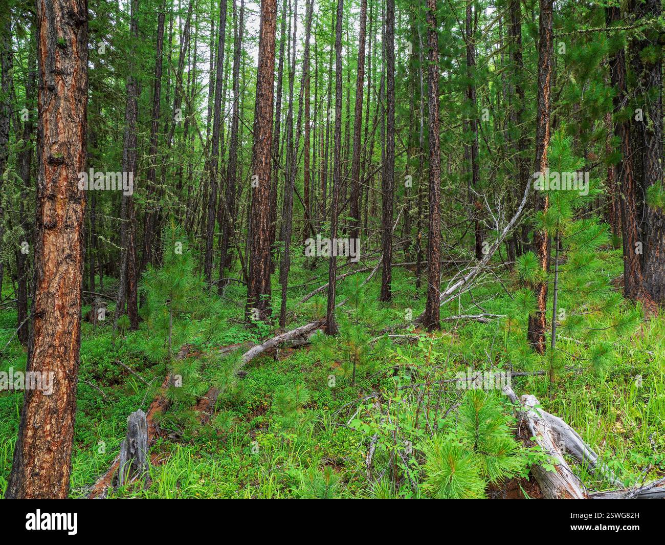 Dense woody landscape surrounded by many trees and lush vegetation ...