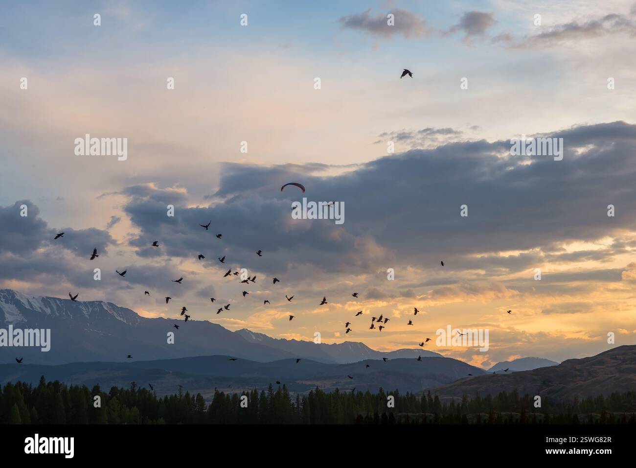 A large flock of birds against the background of the red evening sky at ...