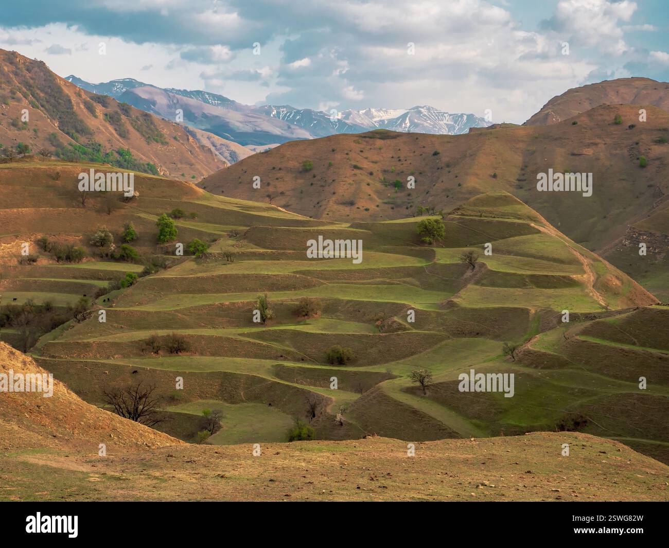 Green terraces. Unique green mountain landscape with green terraces and ...