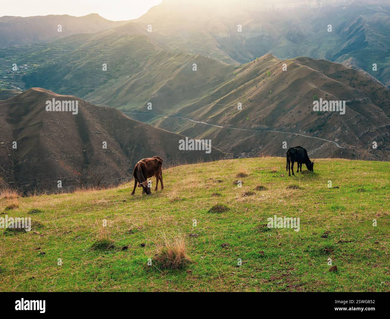 Two purebred cows standing on an alpine pasture together. A steep ...