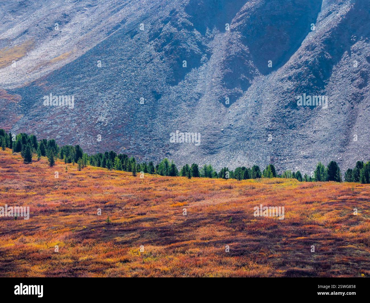 Red autumn mountain plateau, a slope with a low-growing shrub of dwarf ...