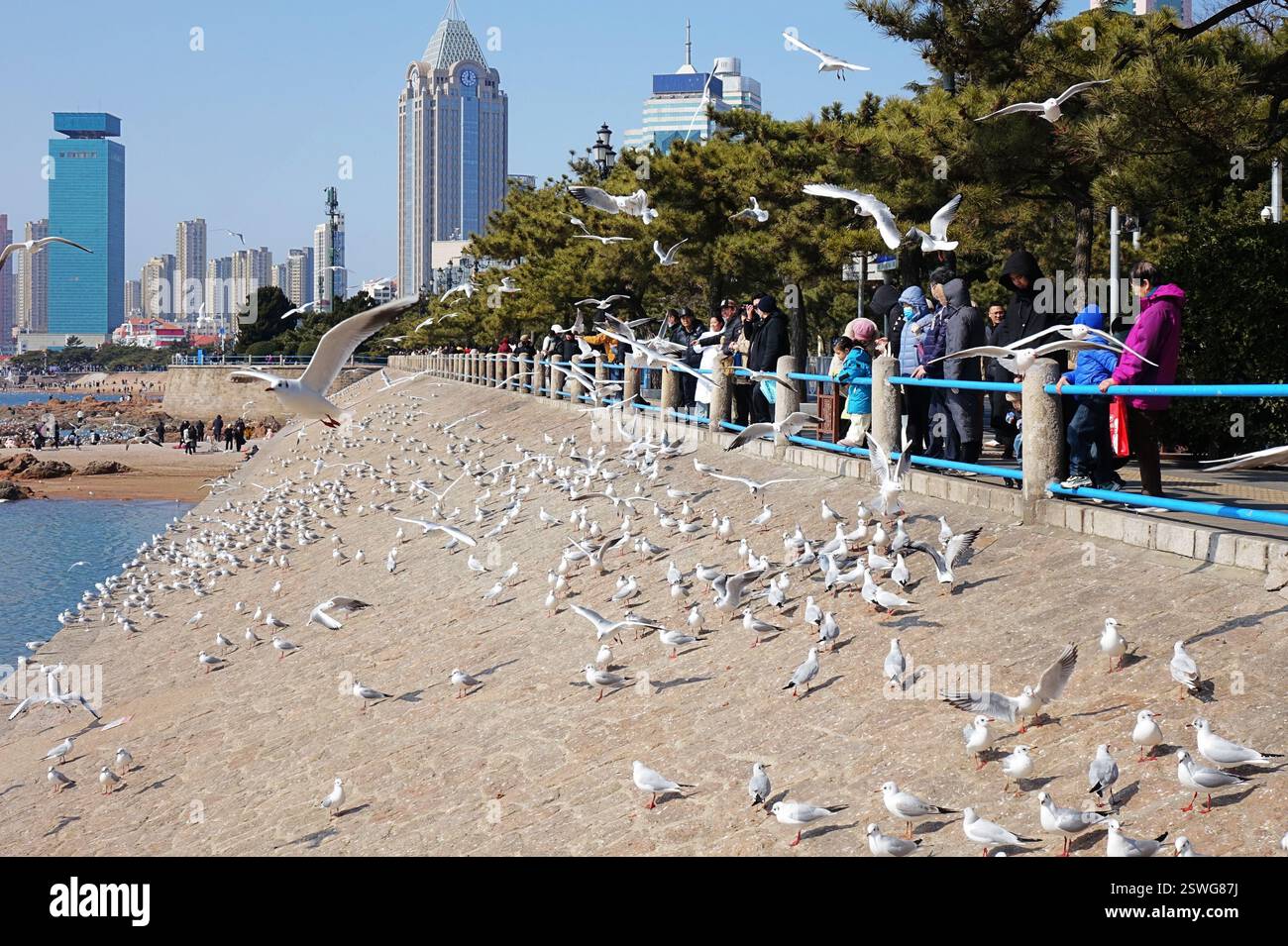 Seagulls gather at the Zhanqiao Pier scenic area in Qingdao City, east ...