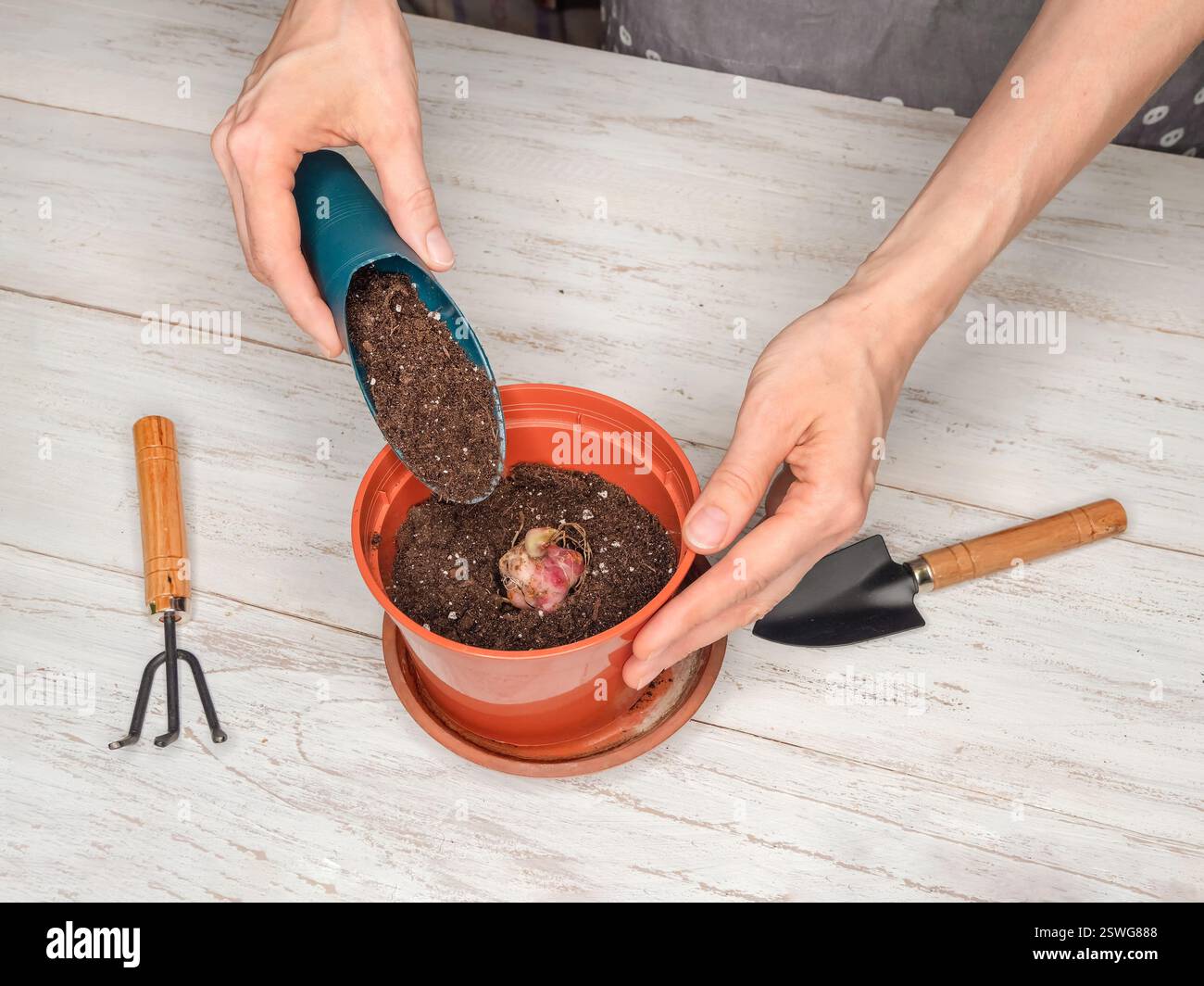 A hand planting a flower bulb in a pot. Filling up the earth. Planting ...