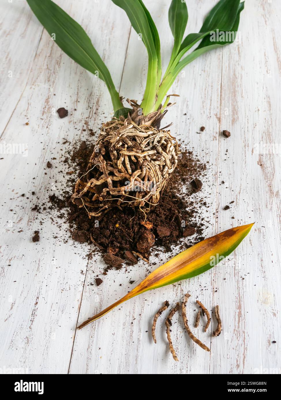 Flat lay of yellow leaf and diseases of orchid roots, breeding Cambria ...