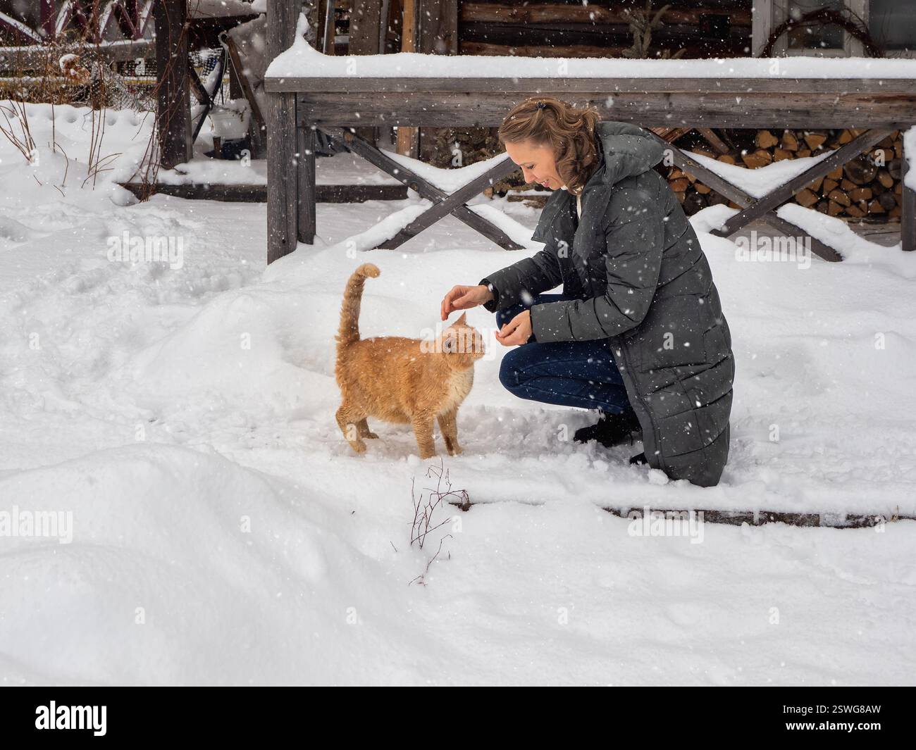 Female putting big ginger furry cat pets hi-res stock photography and ...