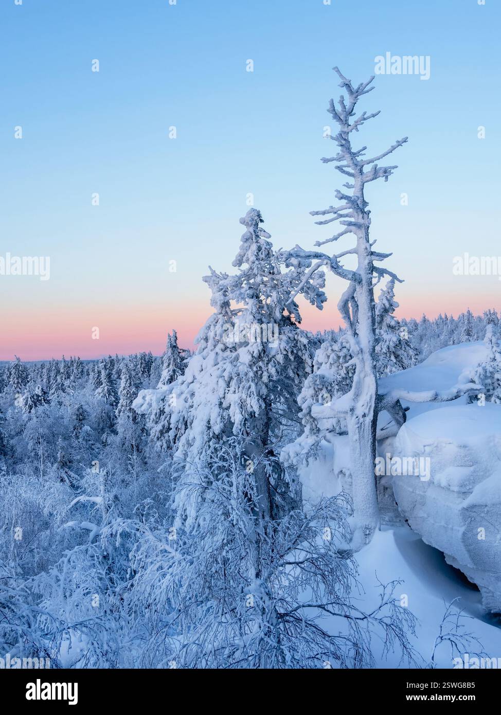 Beautiful sunrise on a frosty morning, a snowy cliff, trees on the edge ...