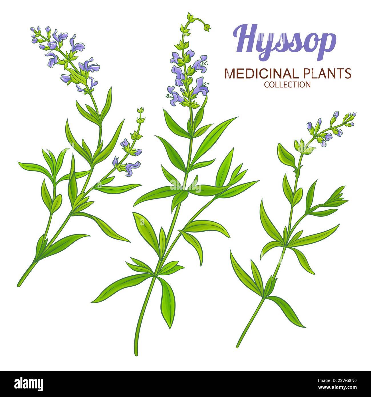 Hyssop Plant Colored Detailed Illustration Stock Vector Image & Art - Alamy
