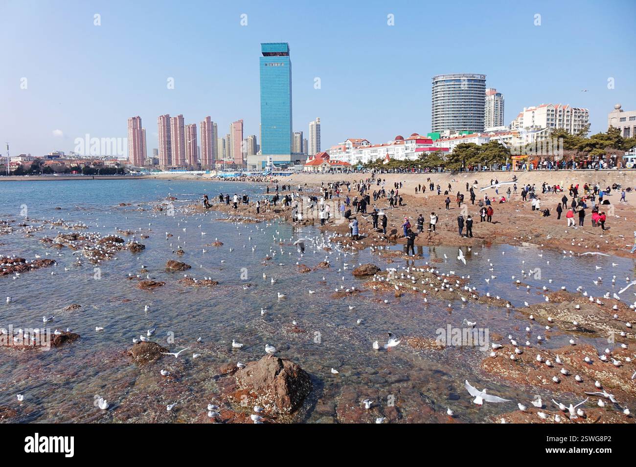 Seagulls gather at the Zhanqiao Pier scenic area in Qingdao City, east ...