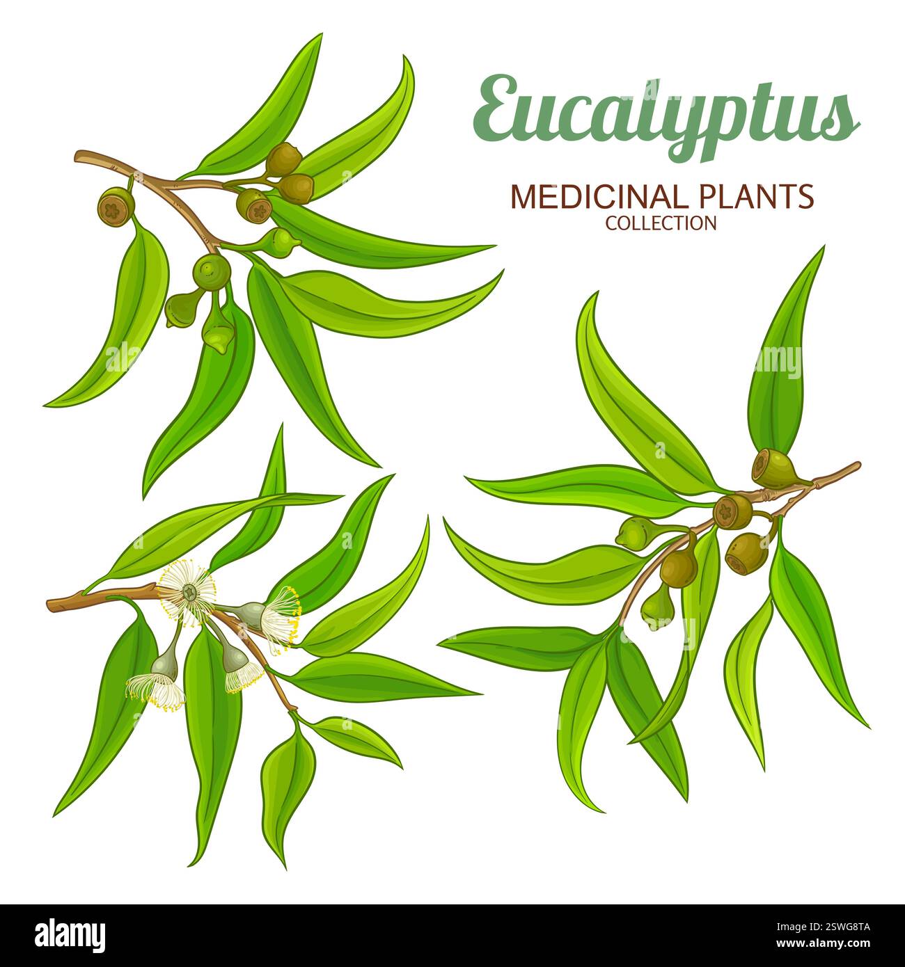 Eucalyptus Branch Colored Detailed Illustration Stock Vector Image ...
