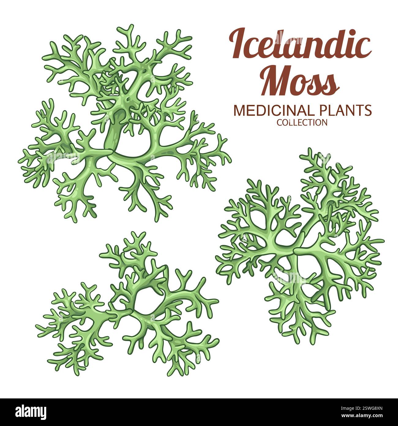 Icelandic Moss Set Colored Detailed Illustration Stock Vector Image ...