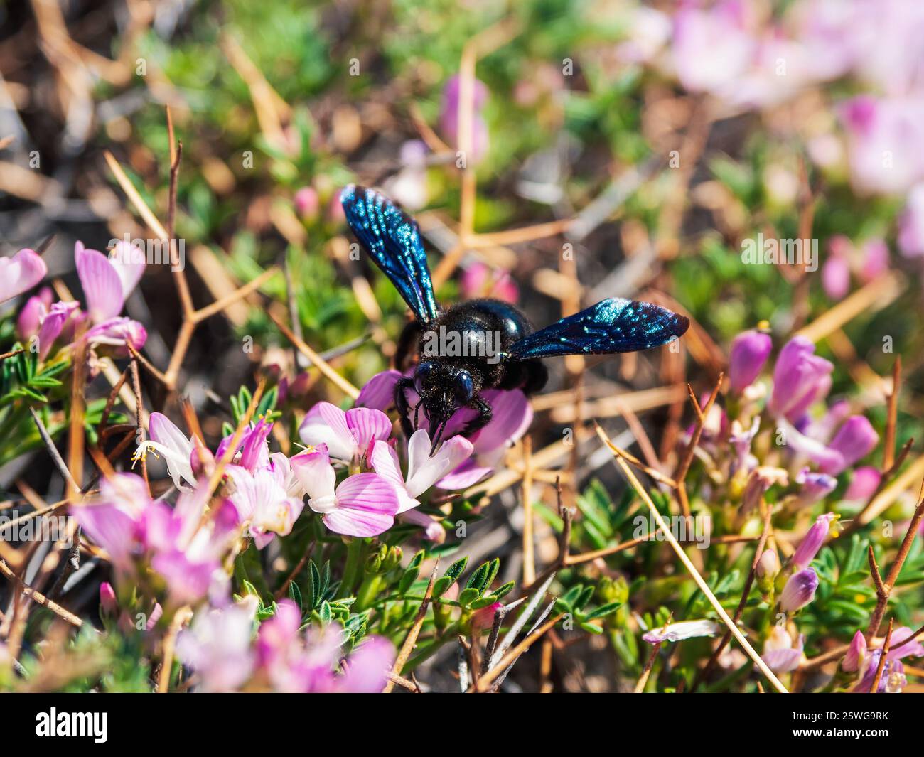 Bright spring flower background with a bee. Great carpenter bumblebee ...
