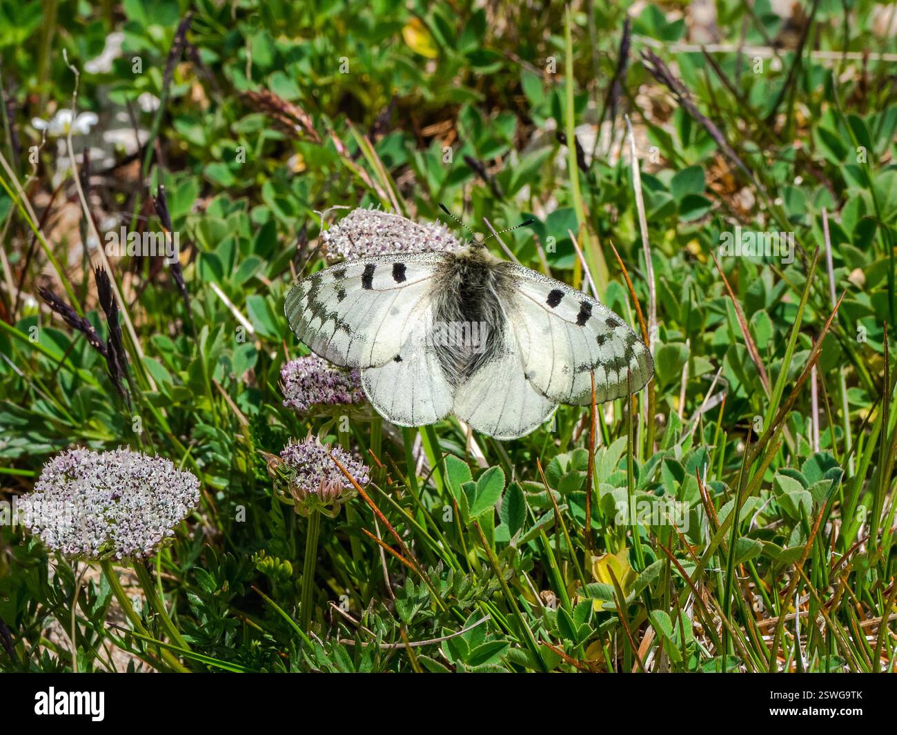Clouded Apollo (Parnassius mnemosyne) butterfly on a green lawn. Rare ...