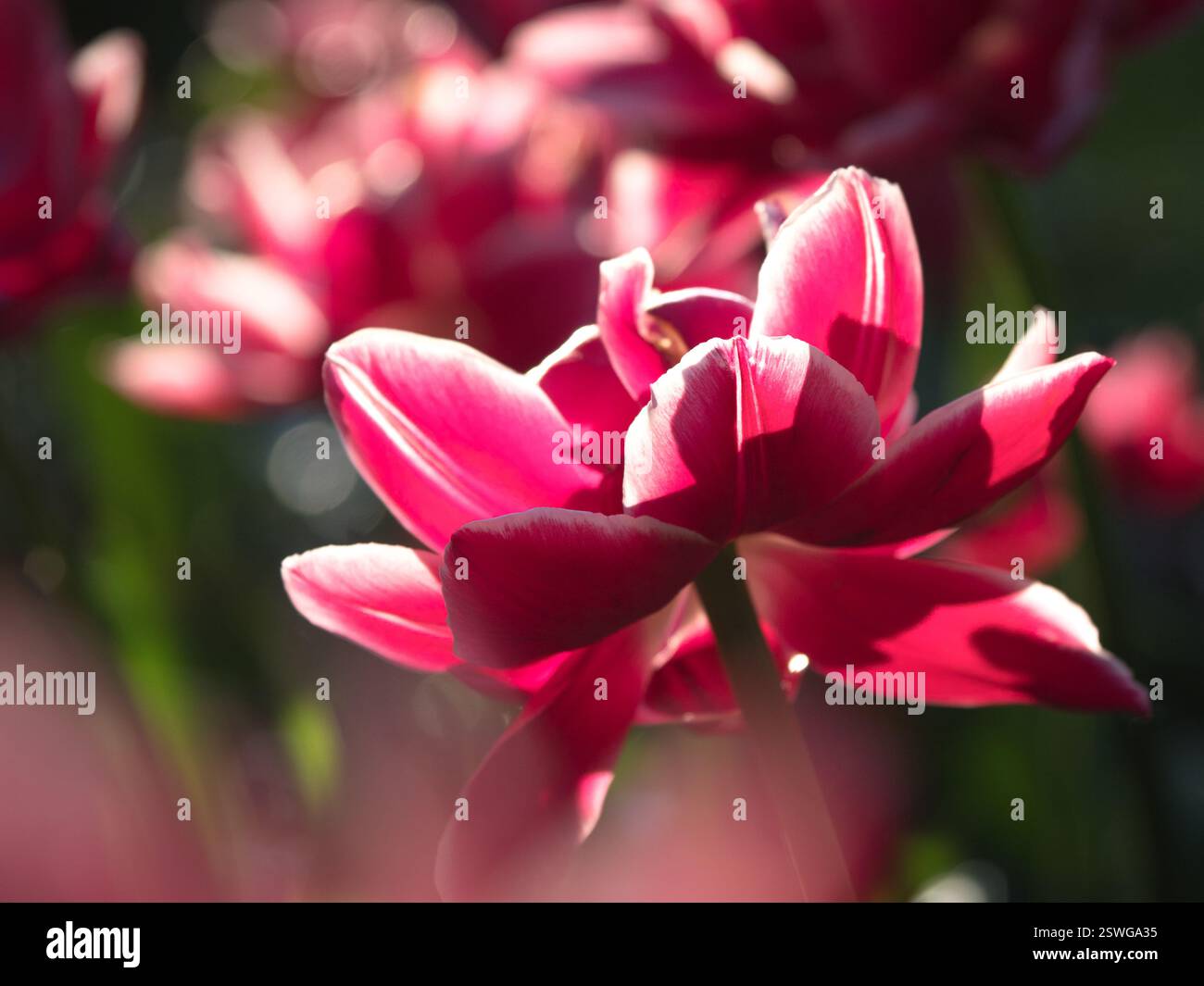 Spring tulips in full bloom on the lawn in the Park. Beautiful flowers ...