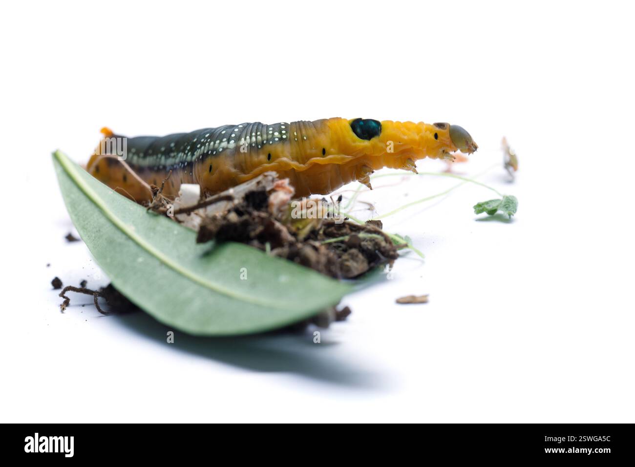Insect Caterpillar of Oleander Hawk moth or Daphnis nerii Butterfly ...