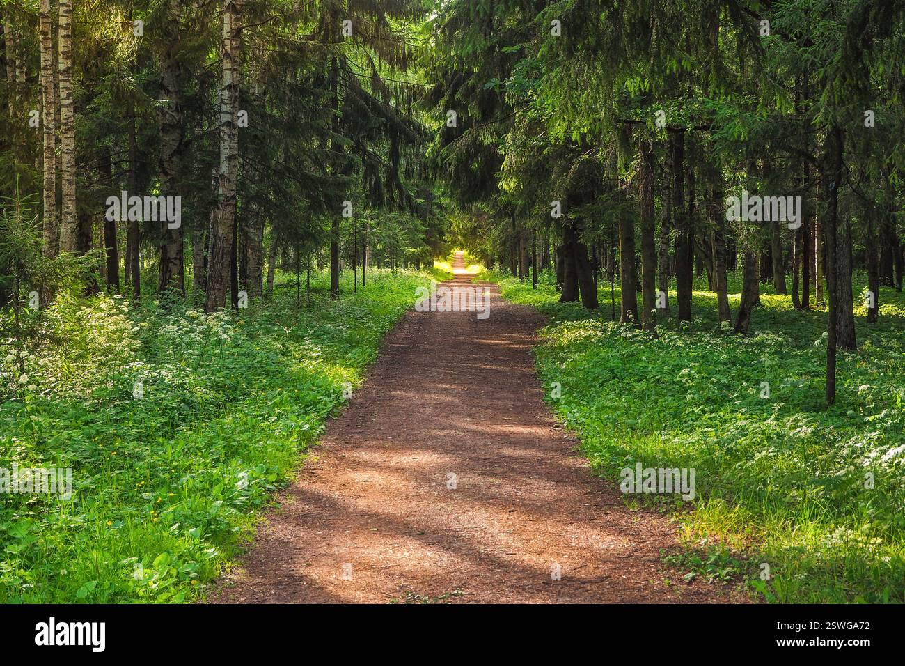 Direct road through the old summer Park. Perspective of trees in the ...