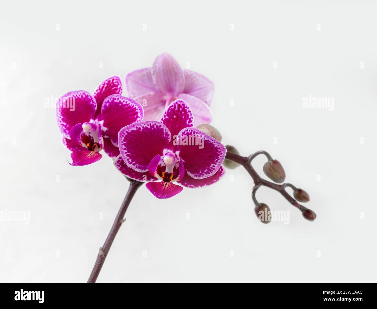 Beautiful Phalaenopsis Chia E Yenlin orchid flowers on white background ...