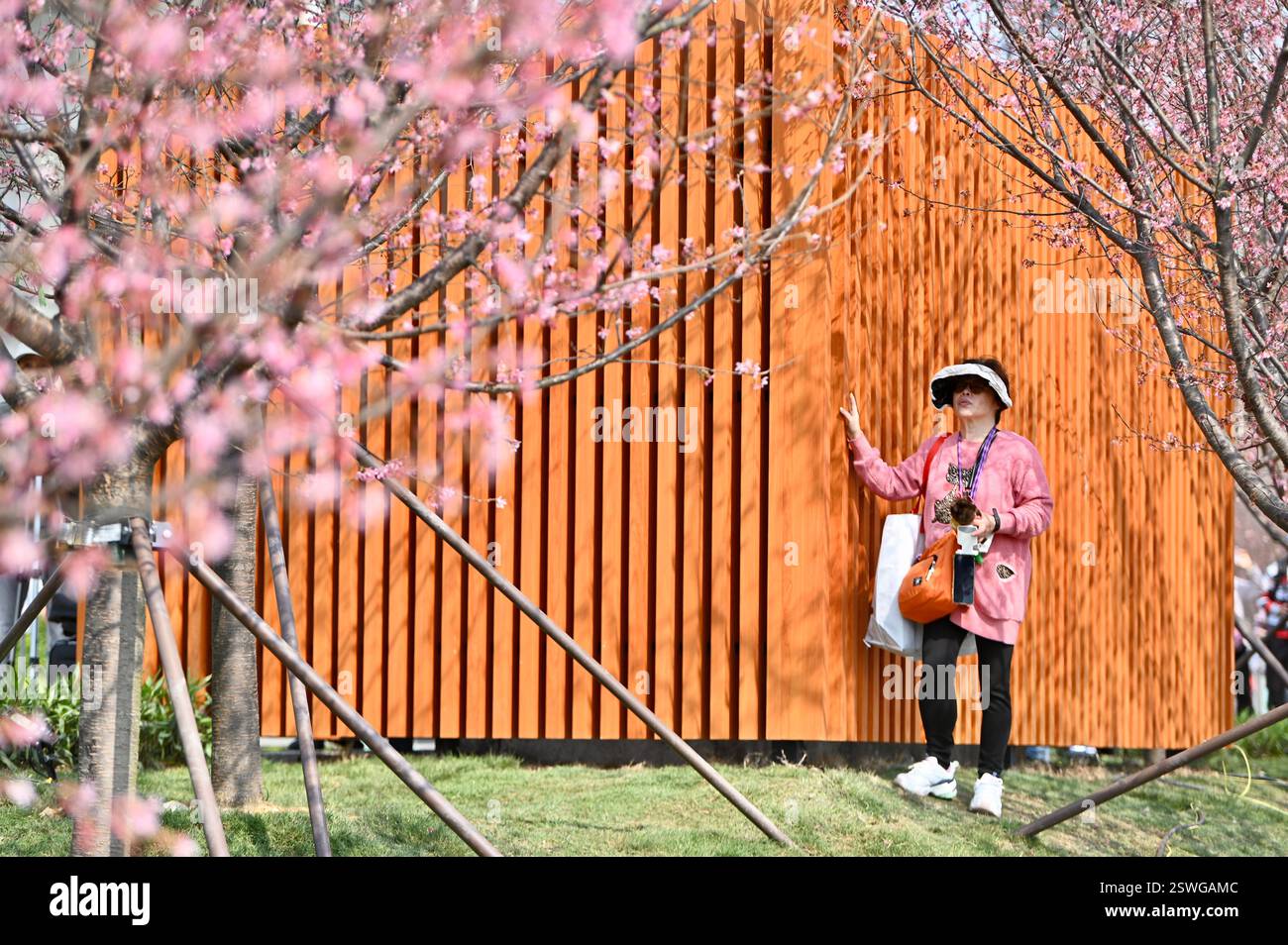 Hong Kong,China.20th February 2025. A woman enjoys the blooming cherry ...